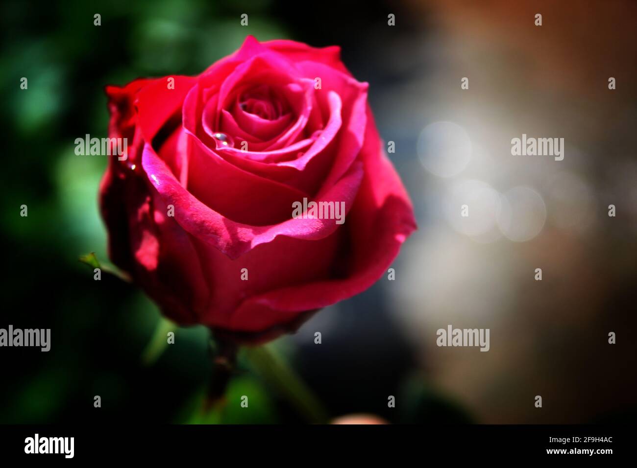 Bright pink single flower hi-res stock photography and images - Alamy