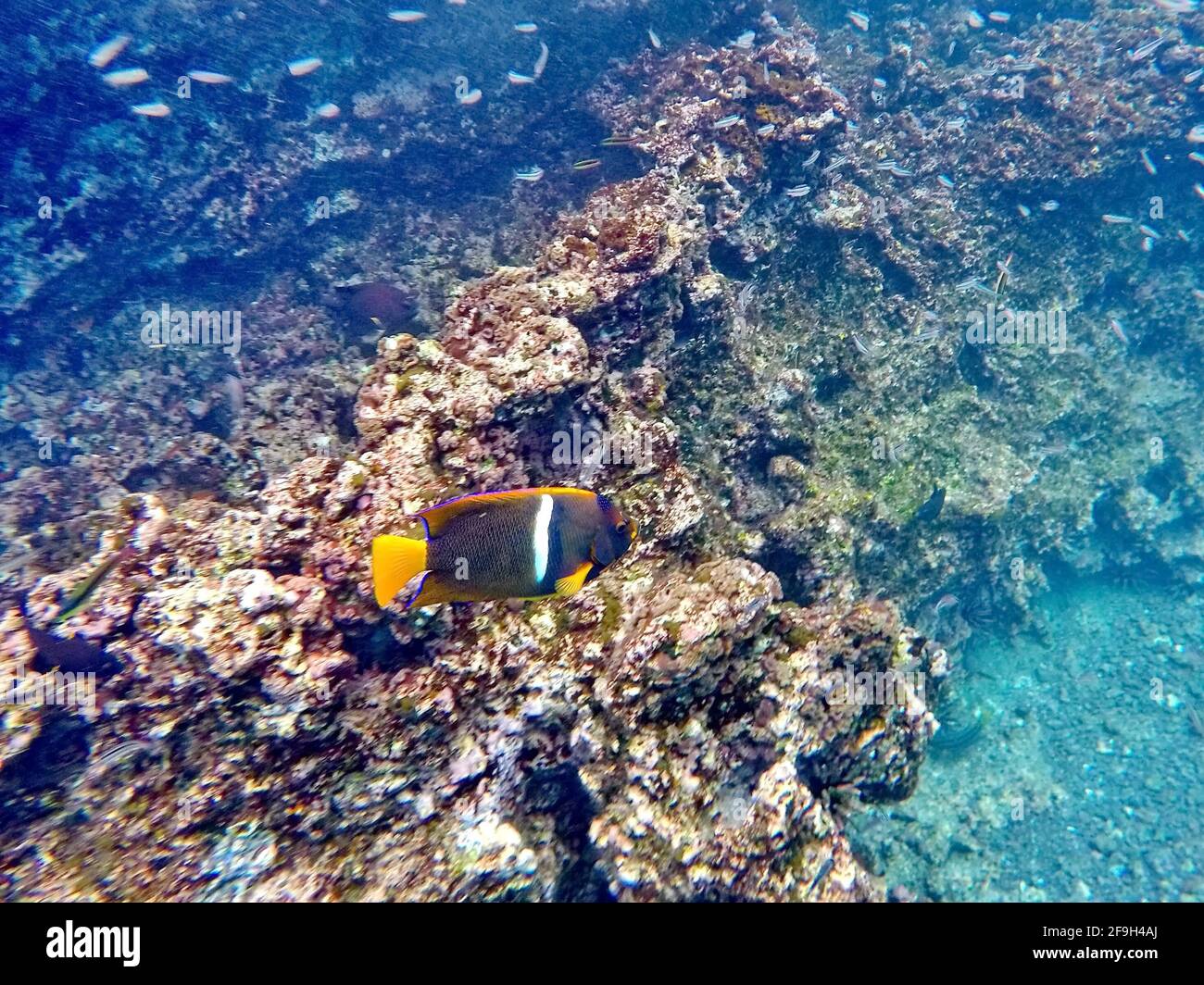 Colorful fish at Rabida Island, Galapagos, Ecuador Stock Photo - Alamy