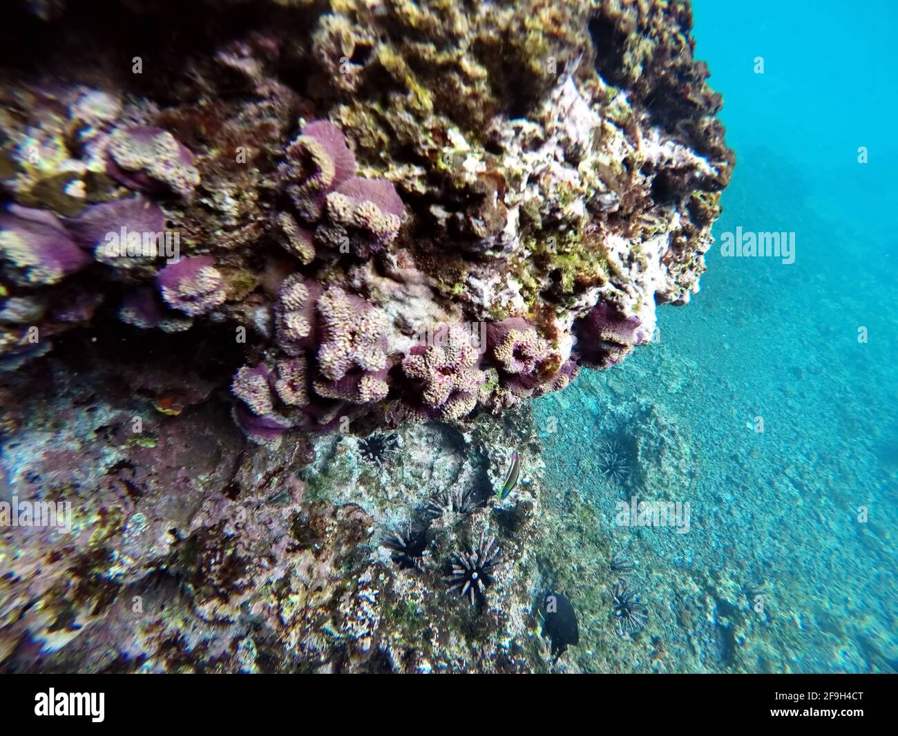 Purple sea anemones on a rock at Rabida Island, Galapagos, Ecuador ...