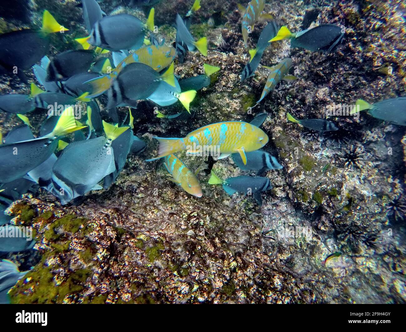 Yellow parrot fish in front of a school of surgeon fish at Rabida ...