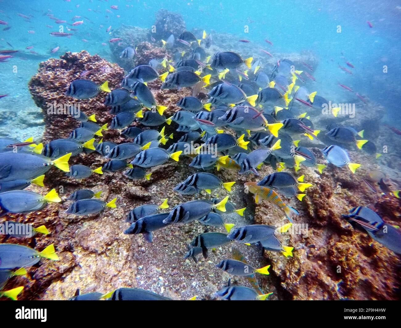 School of surgeon fish at Rabida Island, Galapagos, Ecuador Stock Photo ...