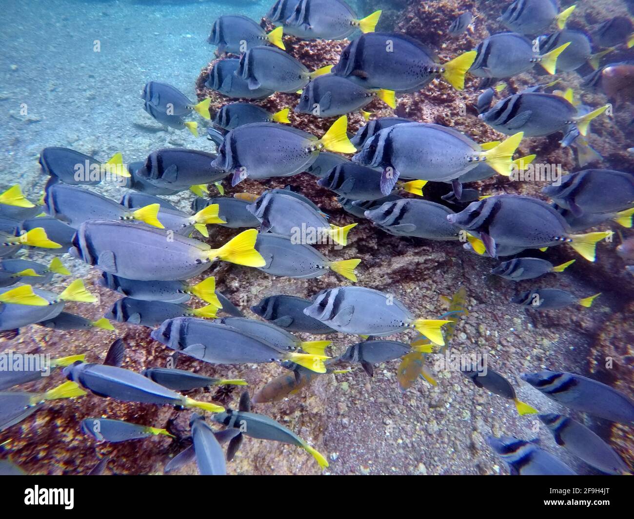 School of surgeon fish at Rabida Island, Galapagos, Ecuador Stock Photo ...