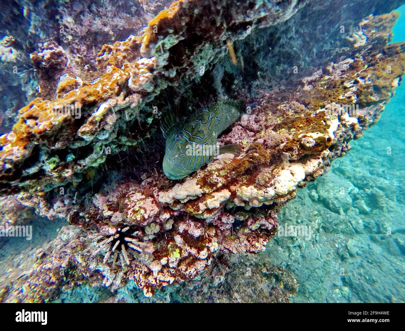 Blue and yellow wrasse in a rock crevice at Rabida Island, Galapagos ...