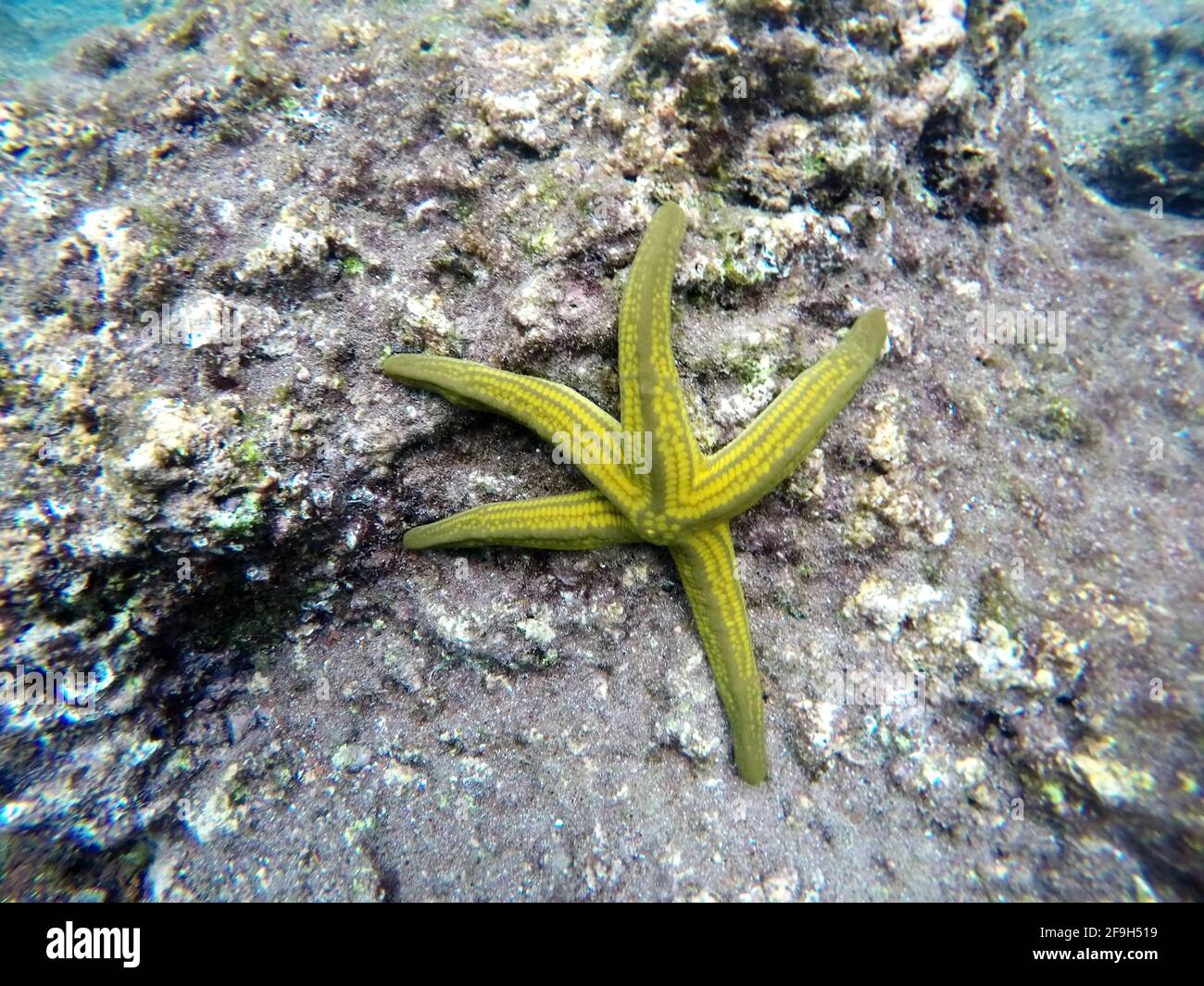 Yellow starfish at Rabida Island, Galapagos, Ecuador Stock Photo - Alamy