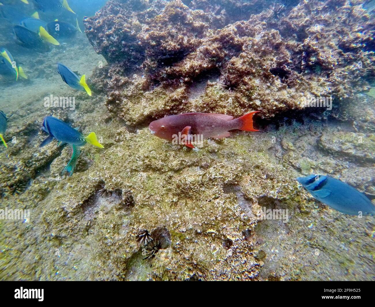 Red fish island hi-res stock photography and images - Alamy