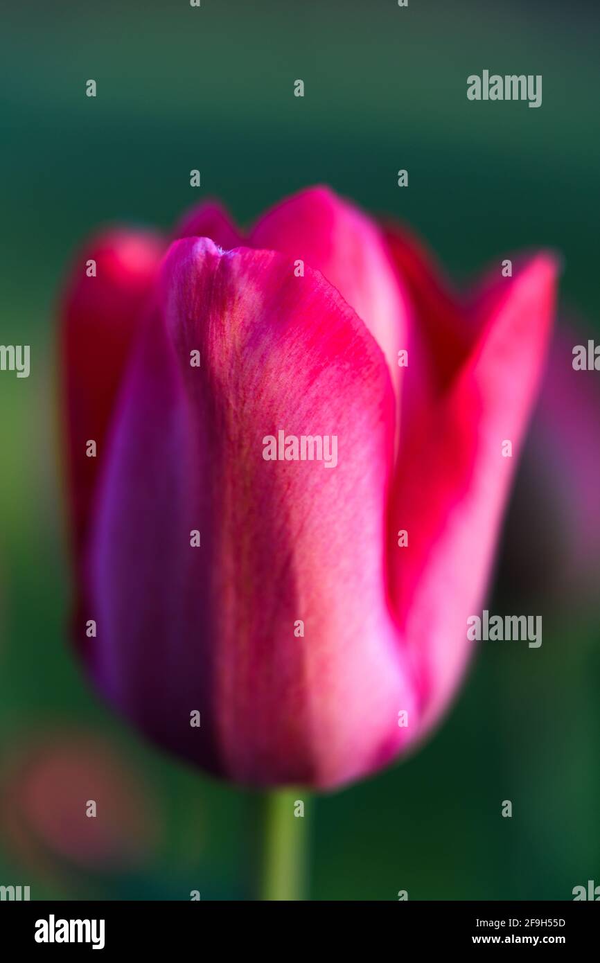 Plane of sharpness hi-res stock photography and images - Alamy