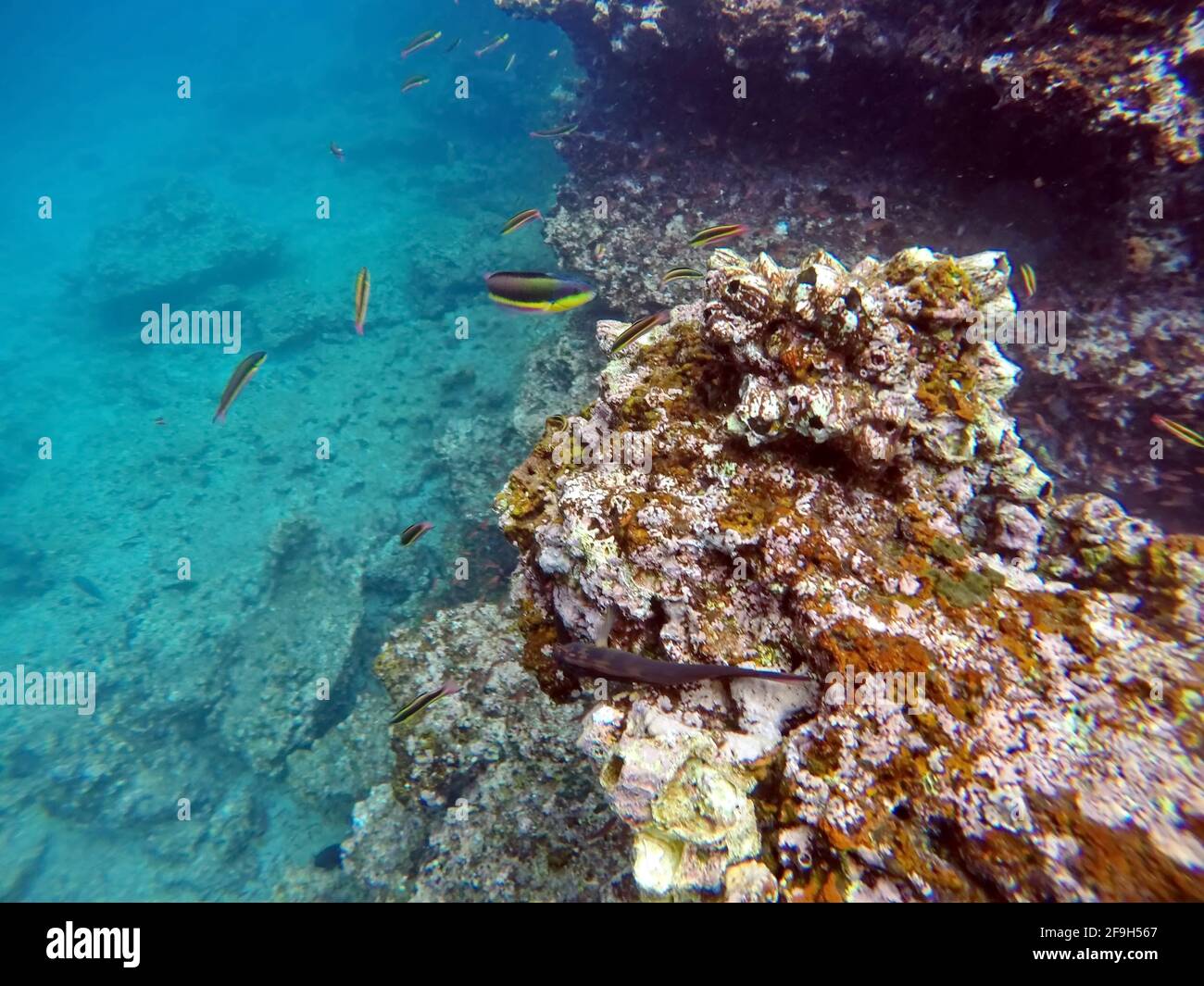School of colorful fish around a rock at Rabida Island, Galapagos ...