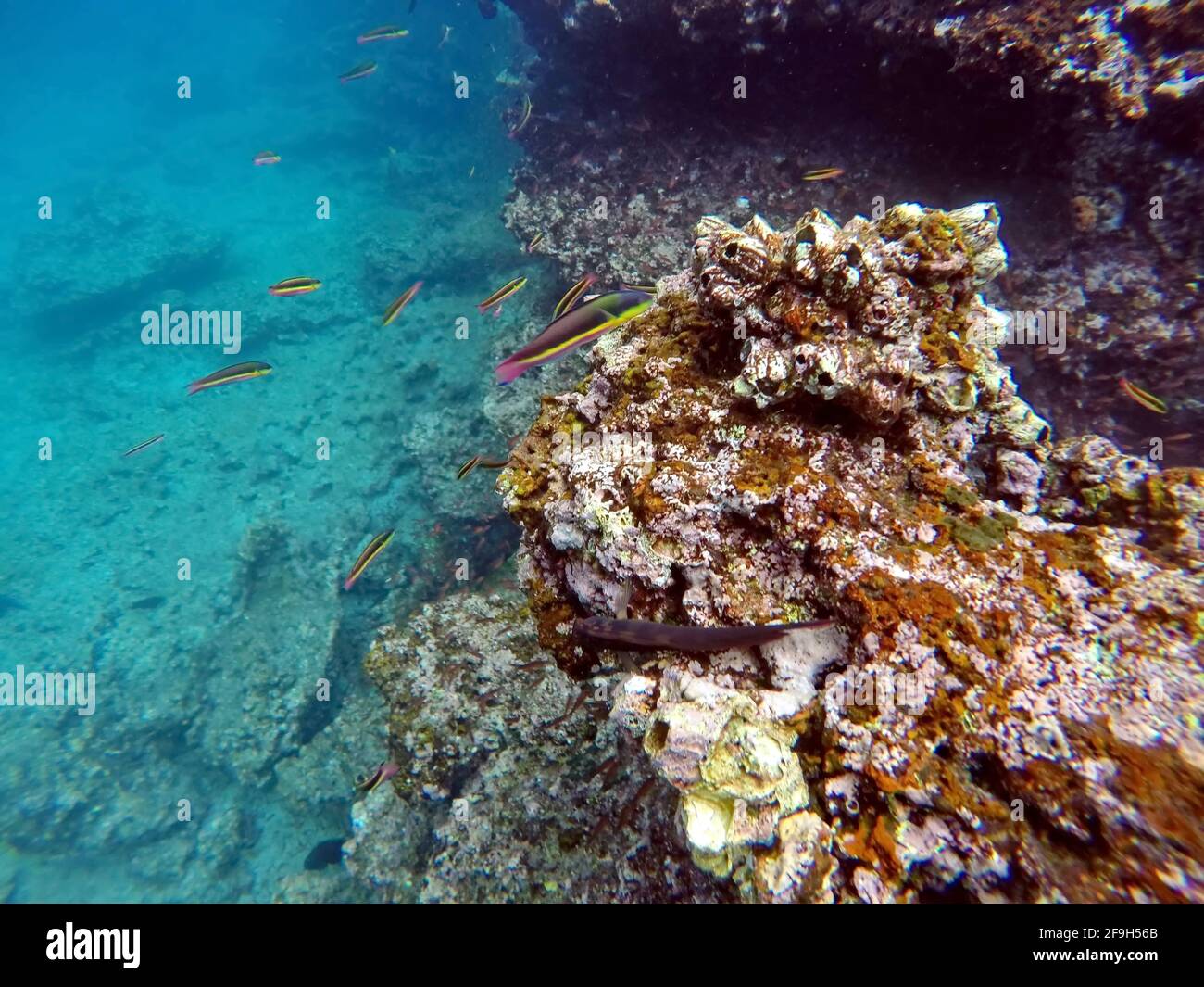 School of colorful fish around a rock at Rabida Island, Galapagos ...