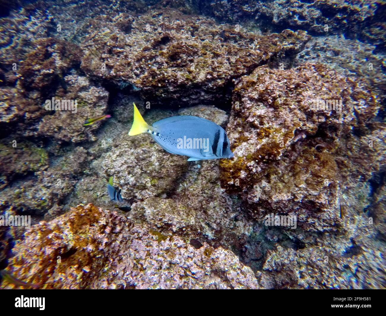 Surgeon fish at Rabida Island, Galapagos, Ecuador Stock Photo - Alamy