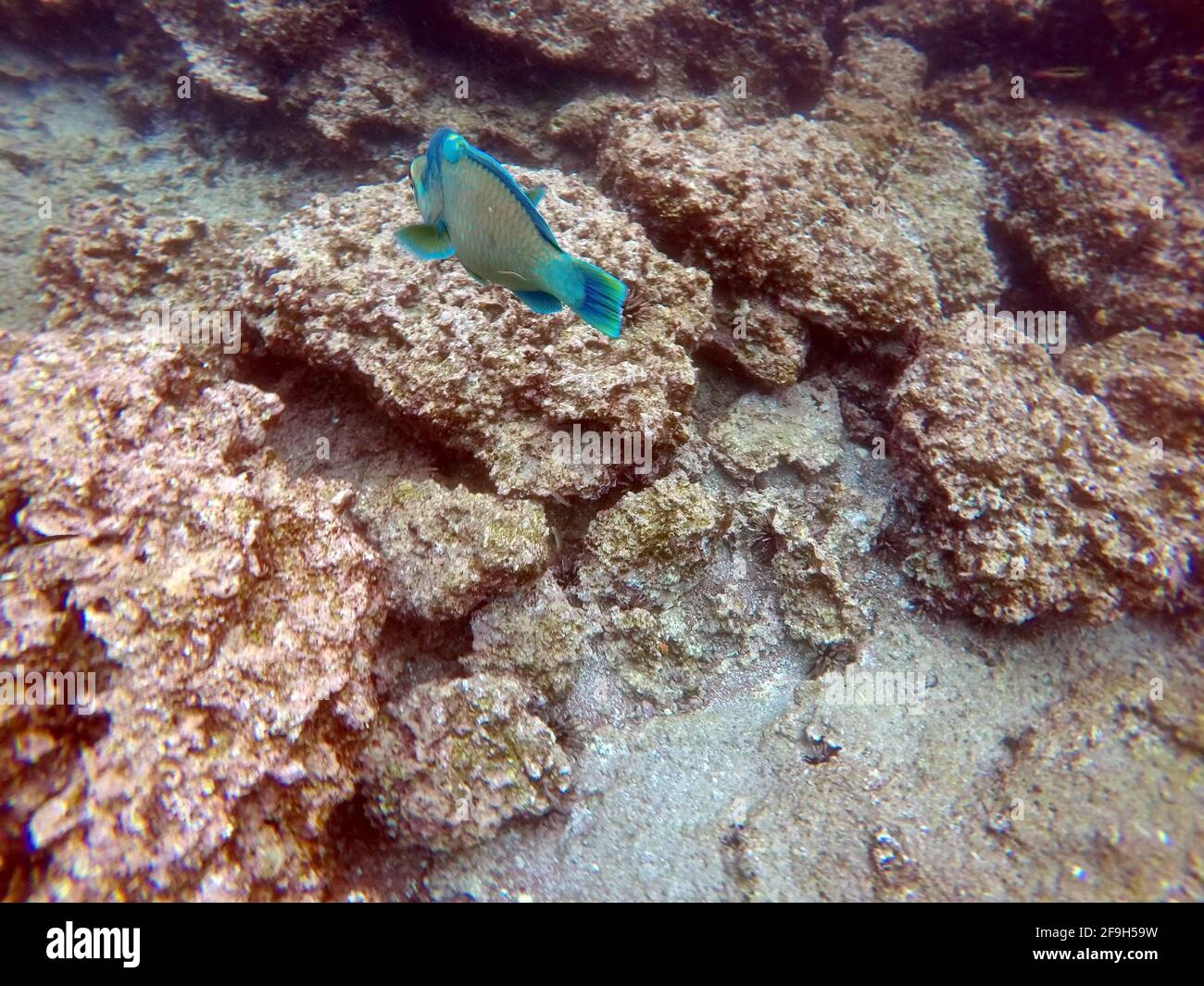 Blue parrot fish at Rabida Island, Galapagos, Ecuador Stock Photo - Alamy