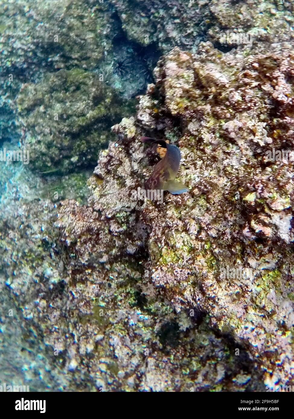 Blenny at Rabida Island, Galapagos, Ecuador Stock Photo - Alamy