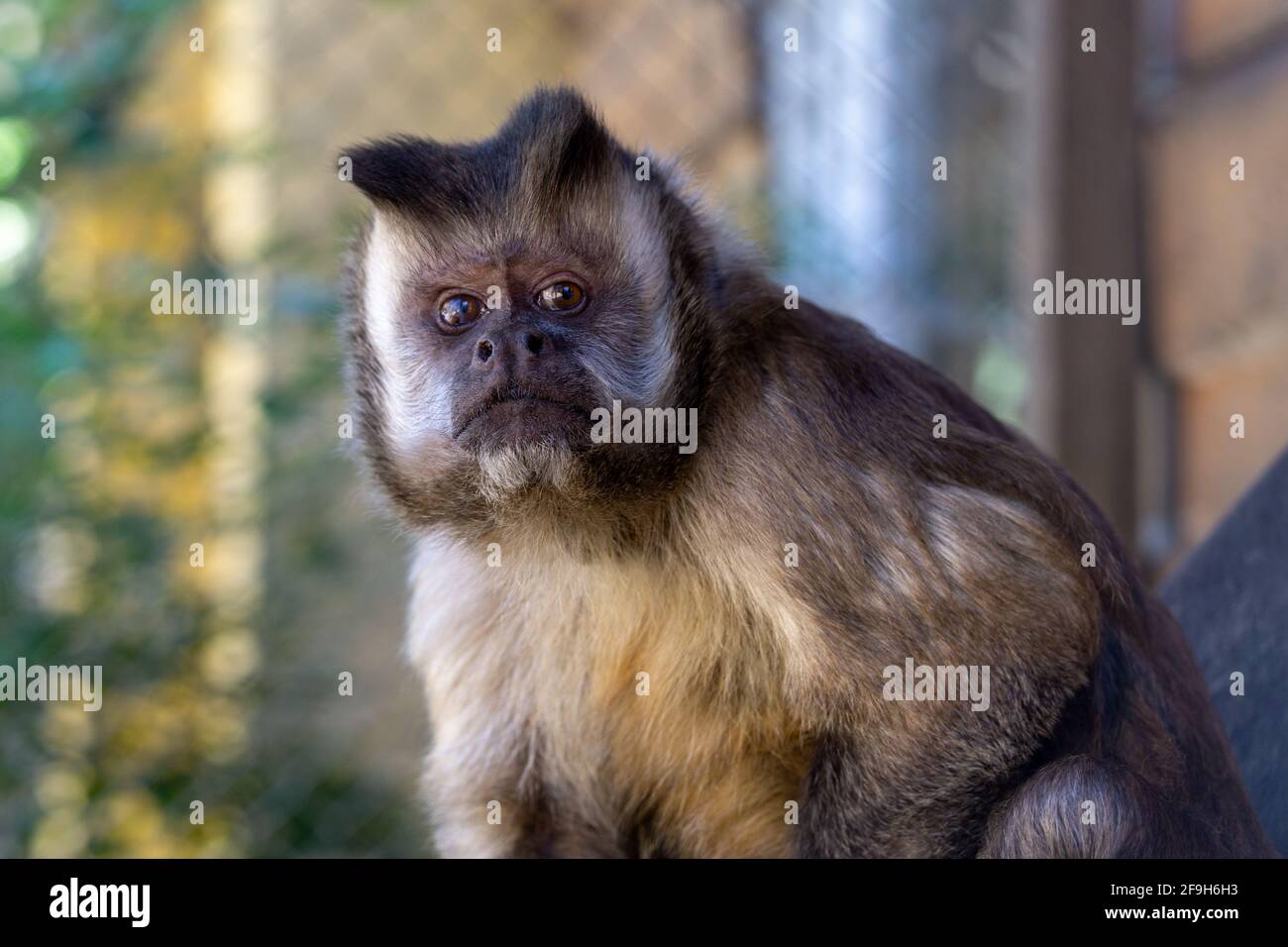 Funny Capuchin Monkey