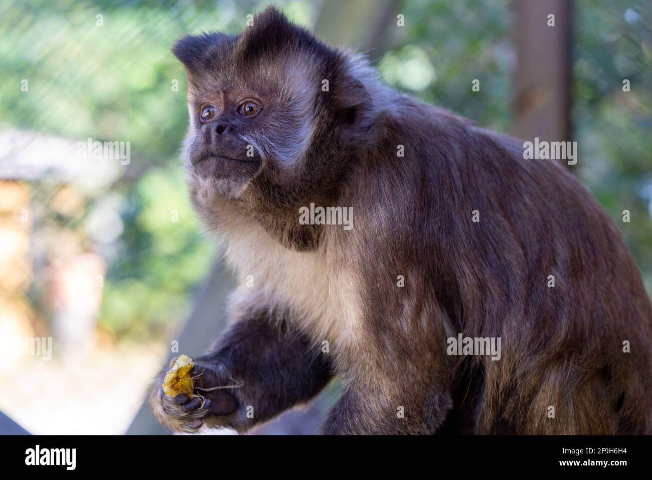 Portrait of a brown capuchin monkey holding feed in the hand and ...
