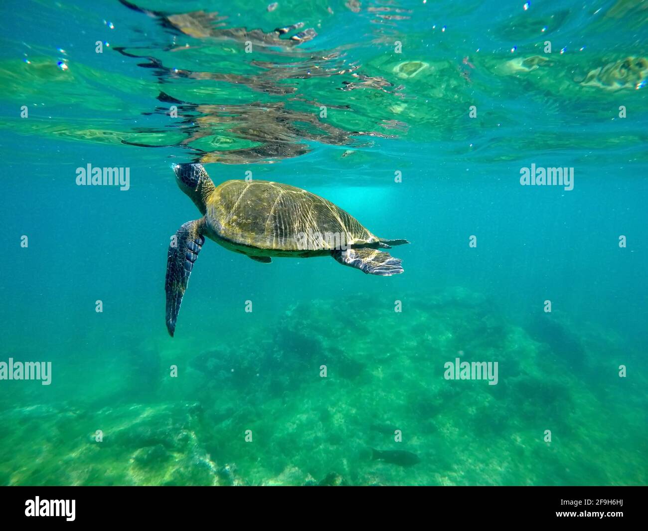Galapagos green sea turtle swimming at the surface at Punta Espinoza ...