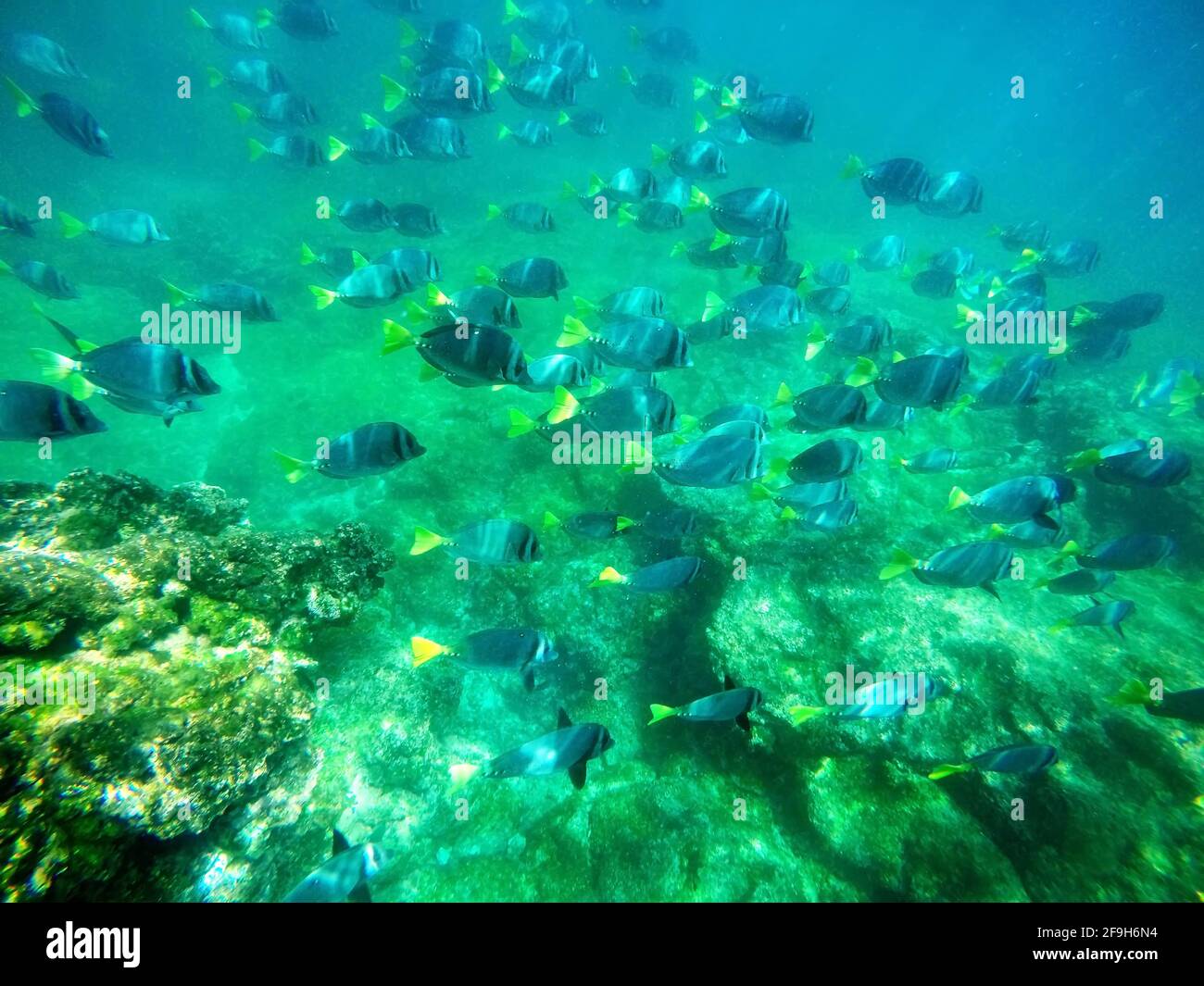 School of surgeon fish at Punta Espinoza, Fernandina Island, Galapagos ...