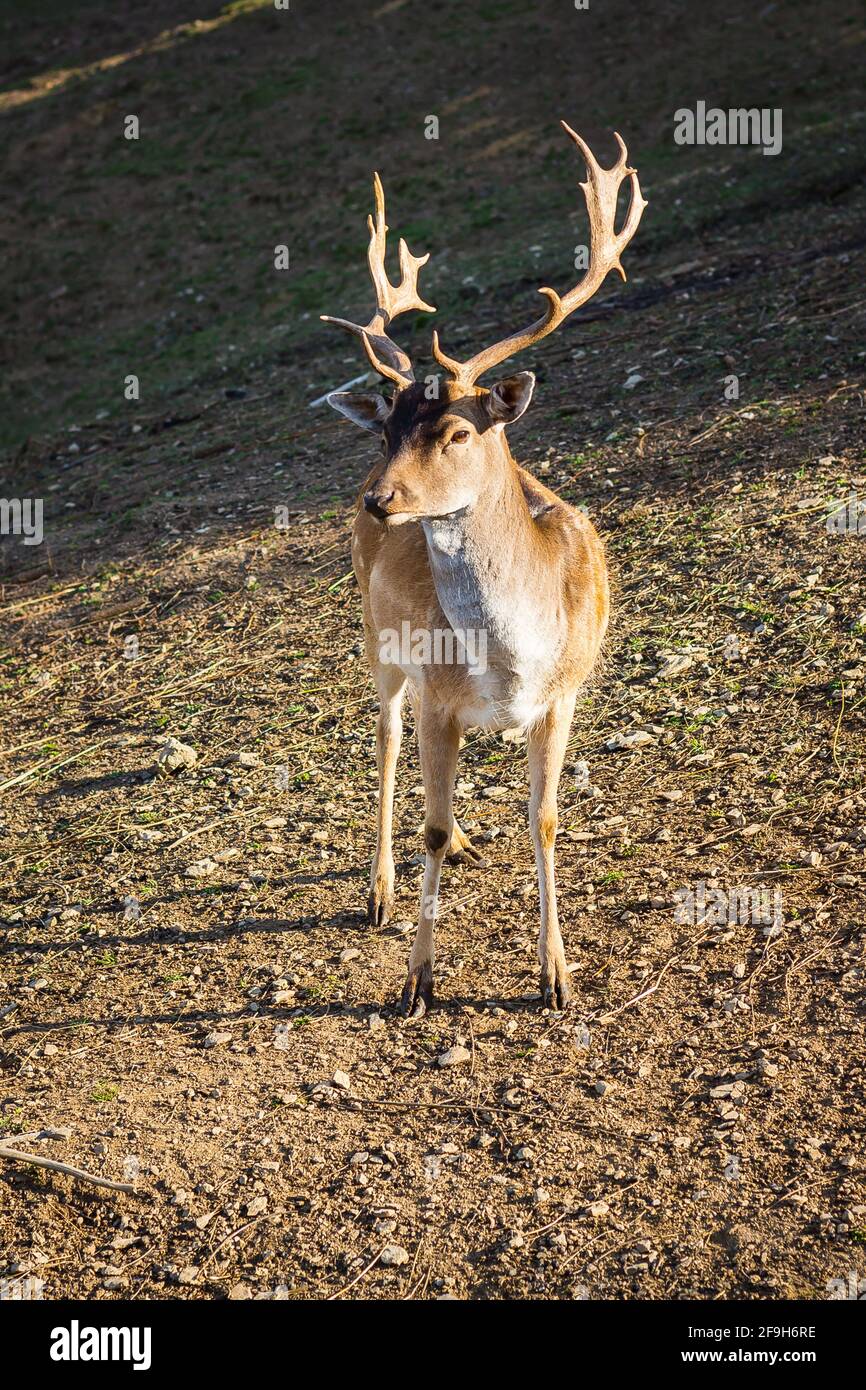 Vertical shot of a wild brown antelope with horns in a safari Stock ...