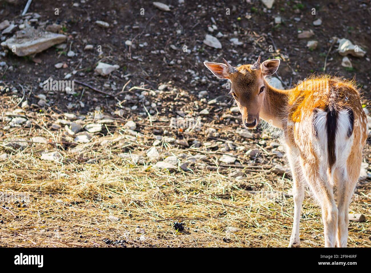 Baby antelope looking back in a rocky meadow Stock Photo - Alamy