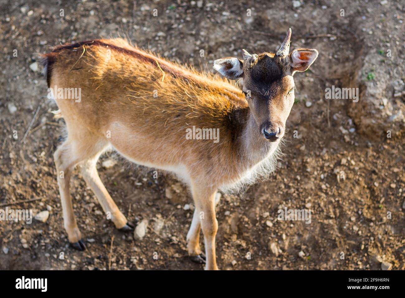 Hollow horned ruminant mammal hi-res stock photography and images - Alamy