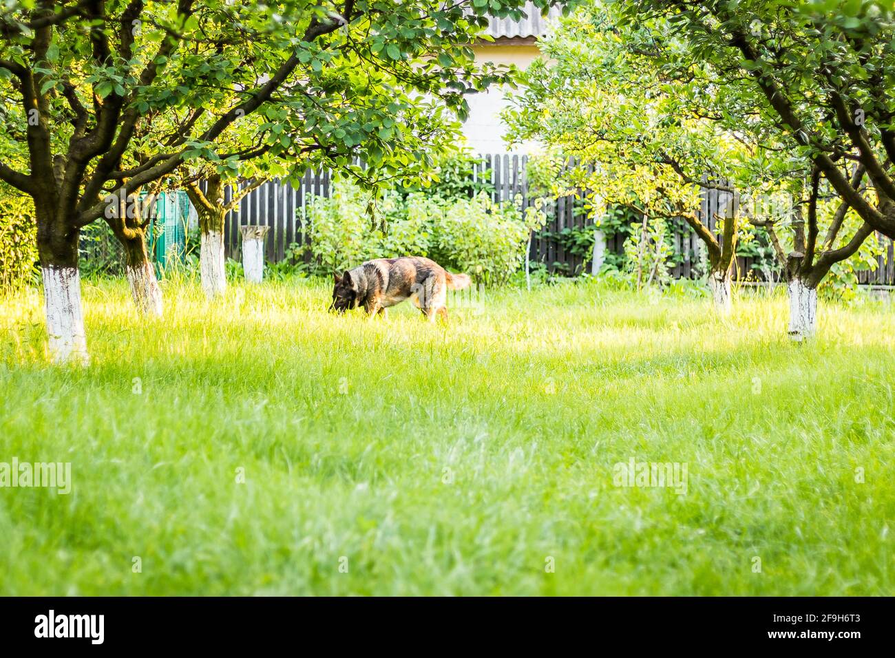 Shepherd dog in a green field with trees and a fence Stock Photo - Alamy
