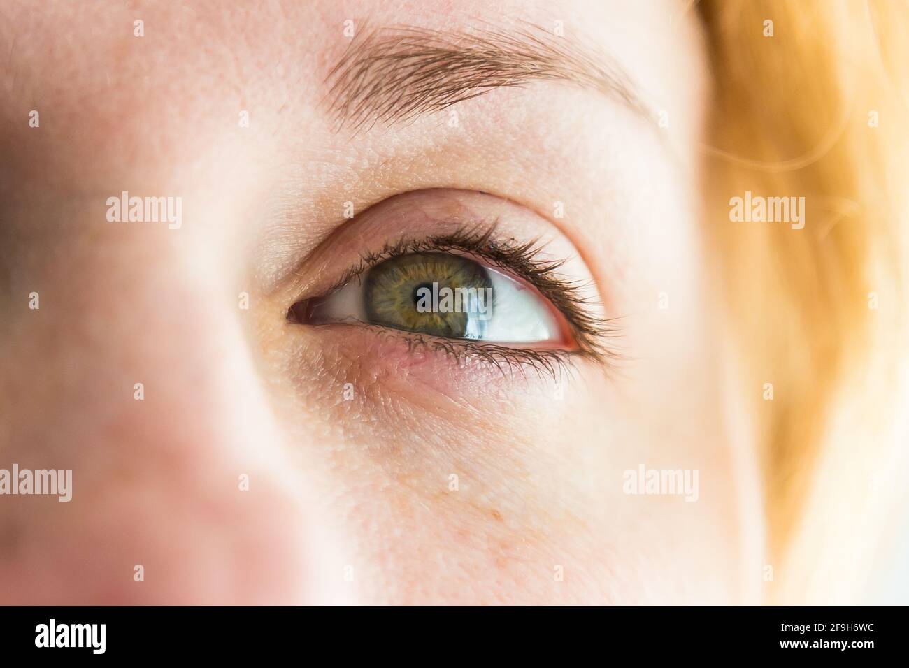 Ginger eyebrow hi-res stock photography and images - Alamy