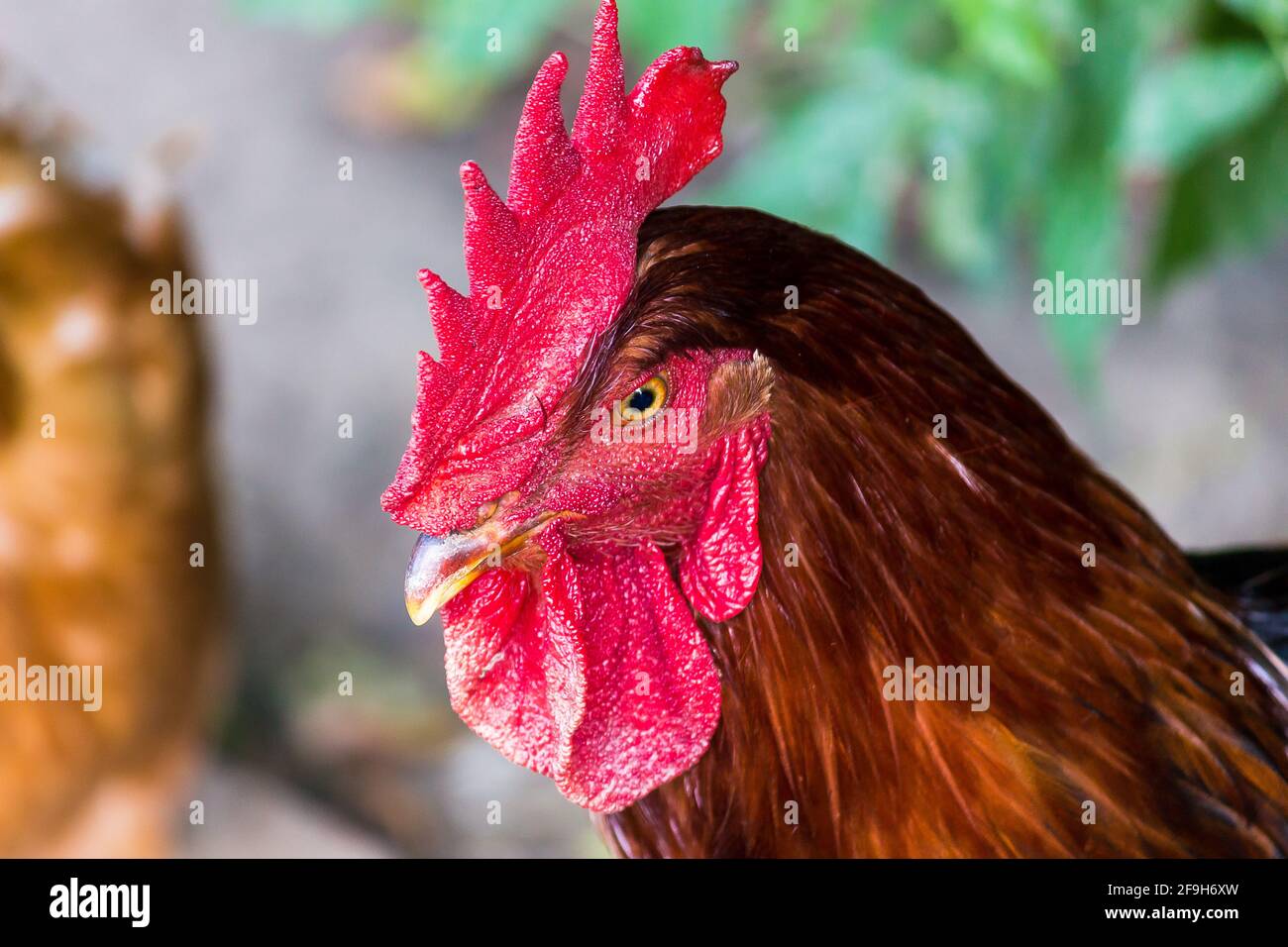 Rooster on a farm Stock Photo - Alamy