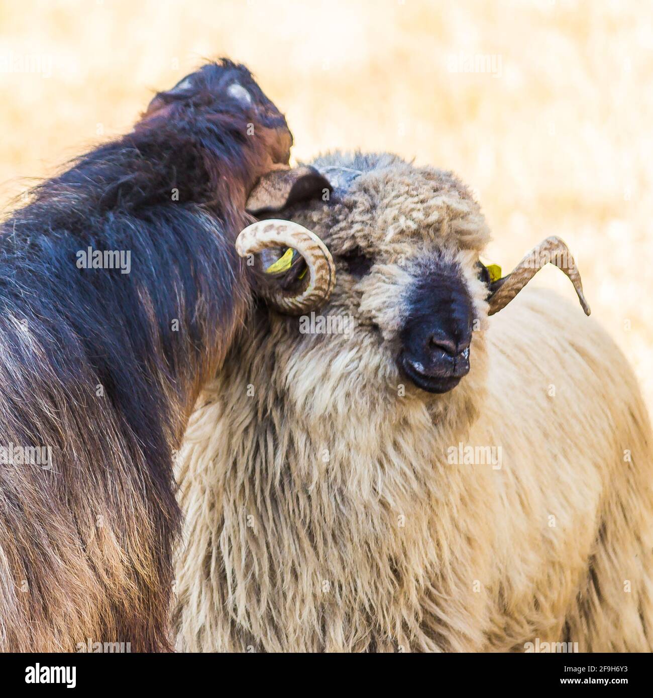 Beautiful sheep with horns on a blurry beige background Stock Photo - Alamy