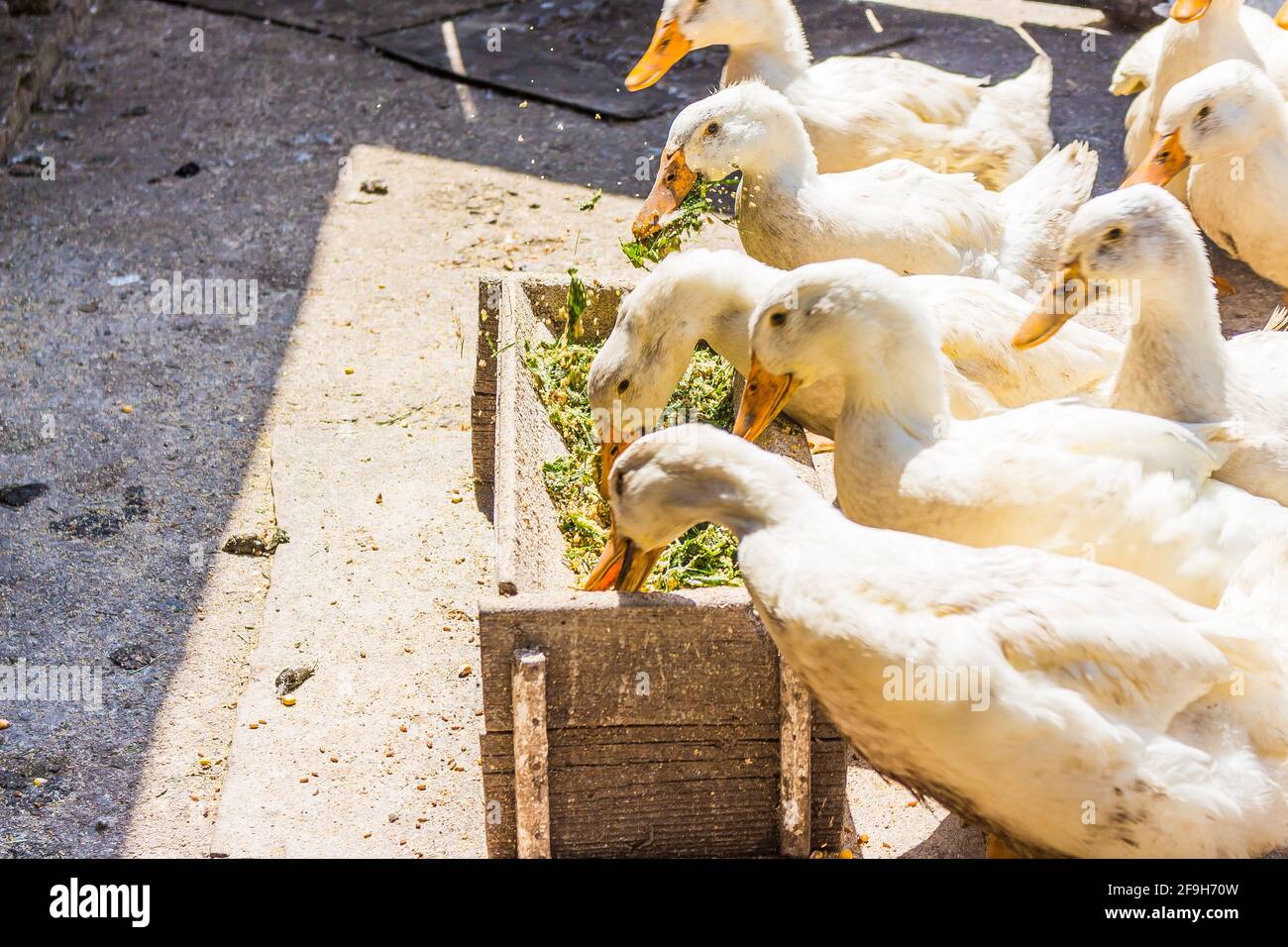 Beautiful shot of cute white ducks eating together in the farm Stock ...
