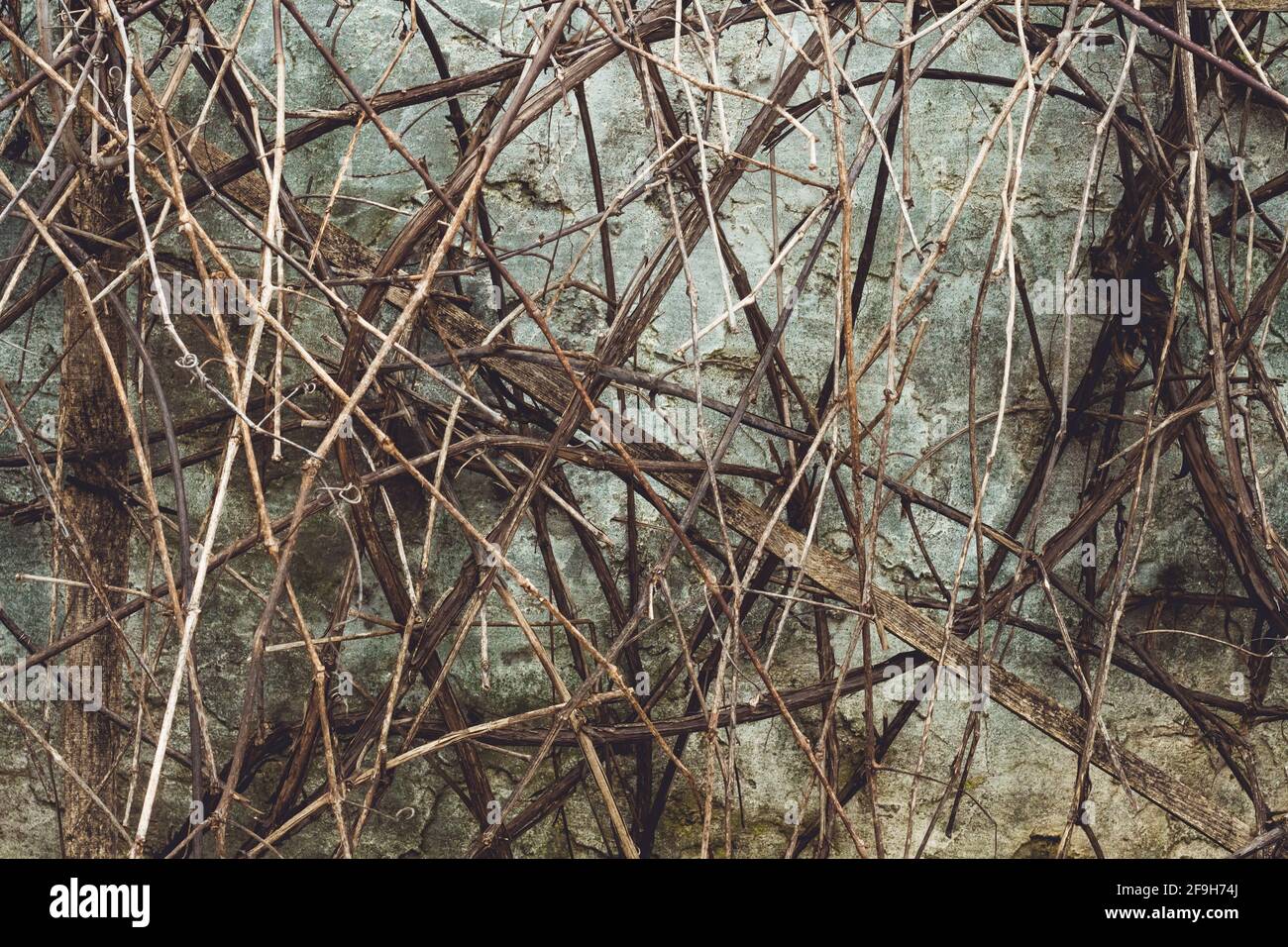 Background texture. Dry vine on aged gray concrete wall, copy space ...