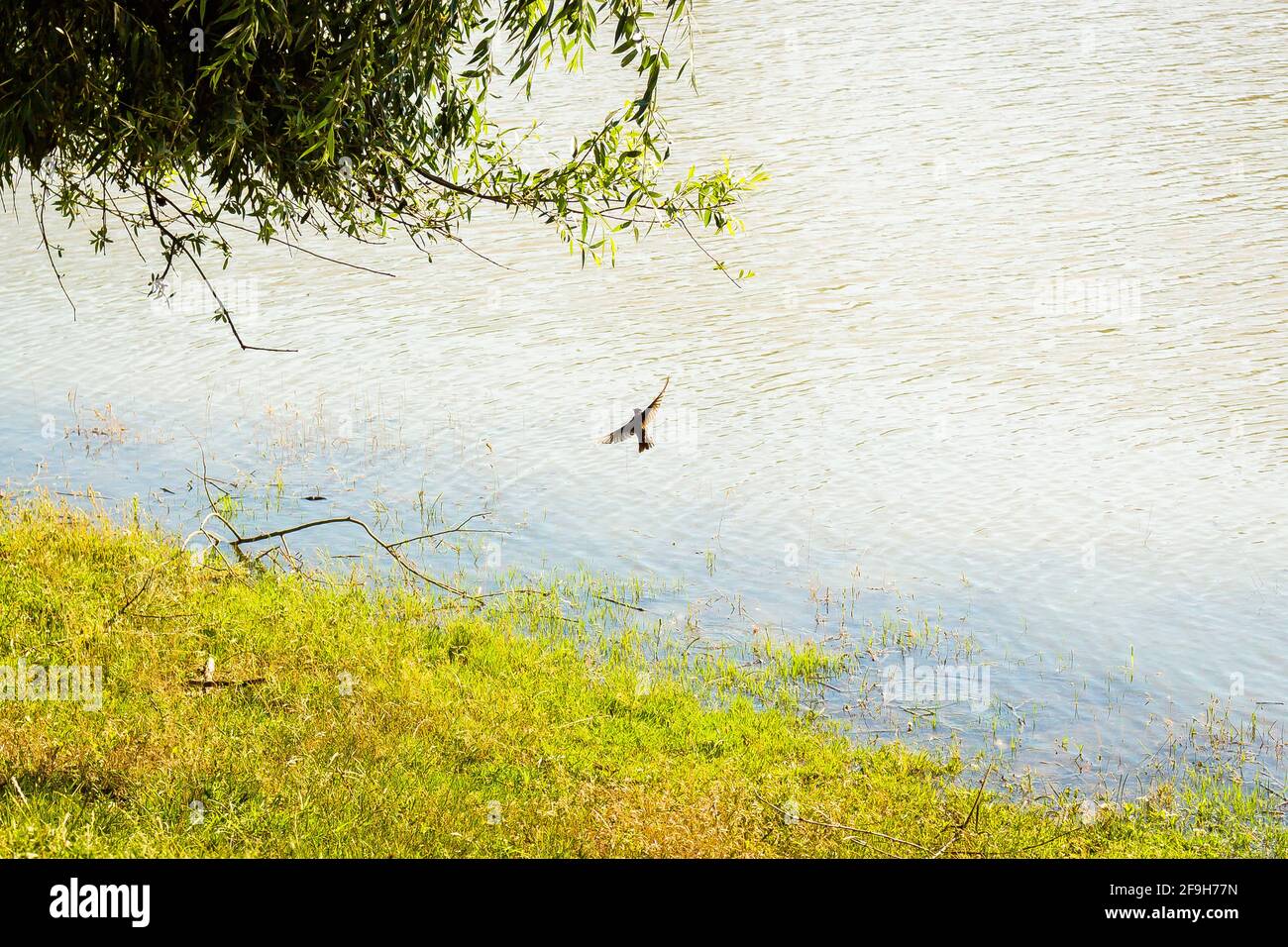 Bird flying near the calm lake in a forest Stock Photo - Alamy