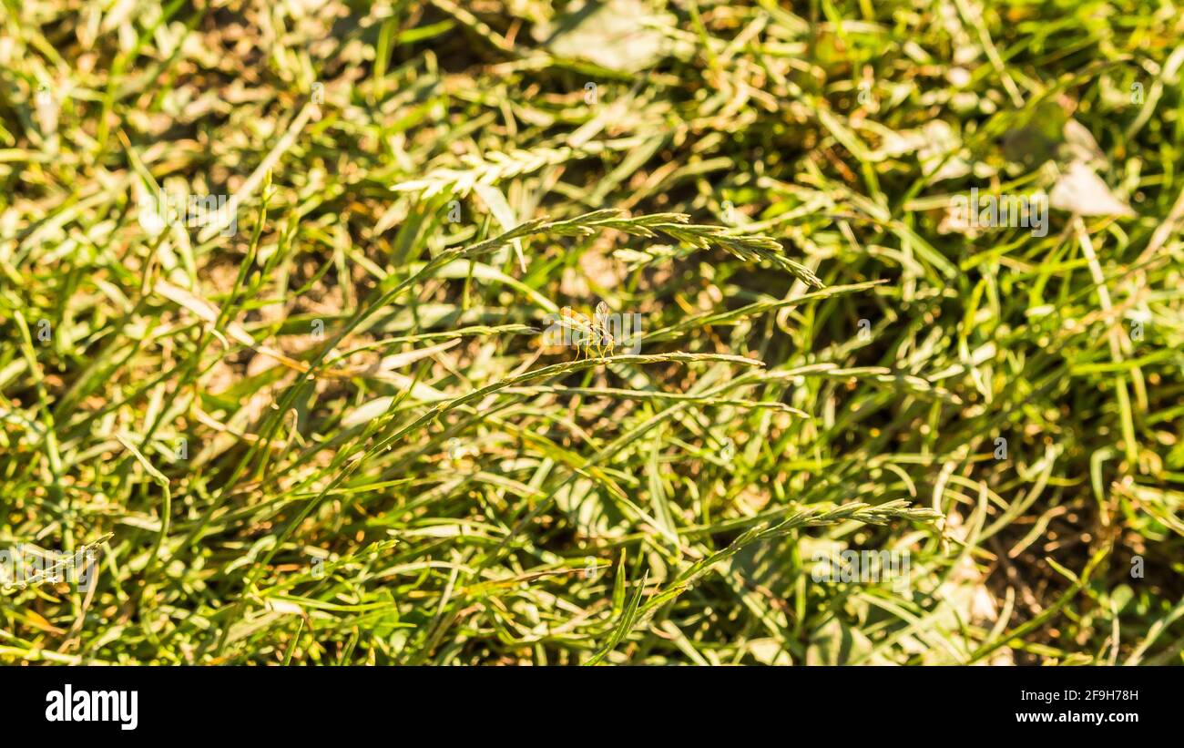 Densely grown green grass on the ground - for background and textures ...
