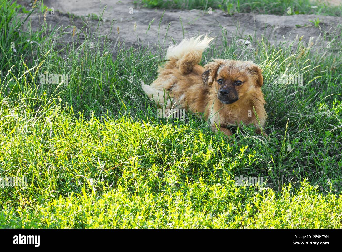Adorable ginger puppy caught attention by someone in the garden Stock ...