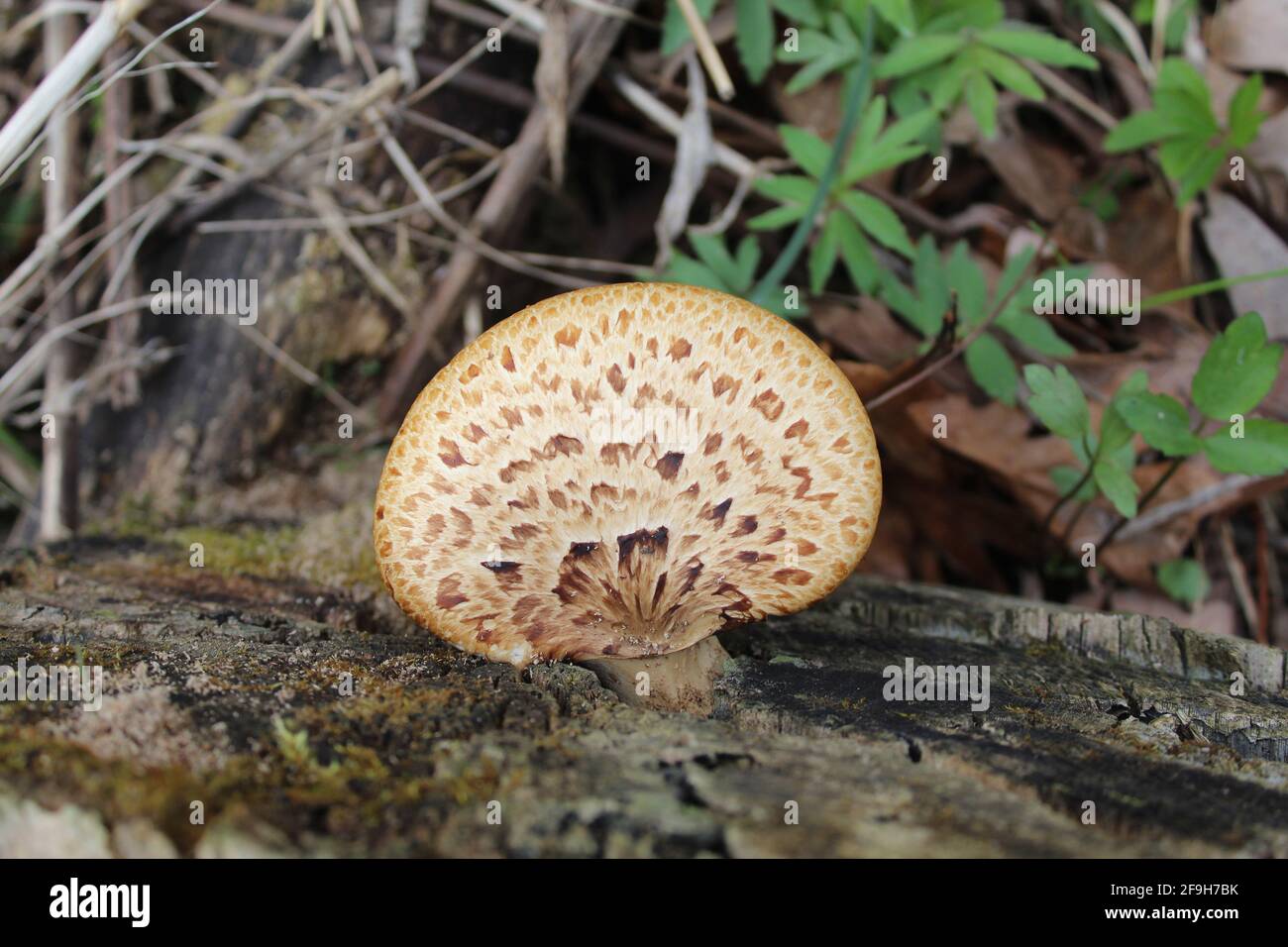 Pheasants back mushroom hi-res stock photography and images - Alamy