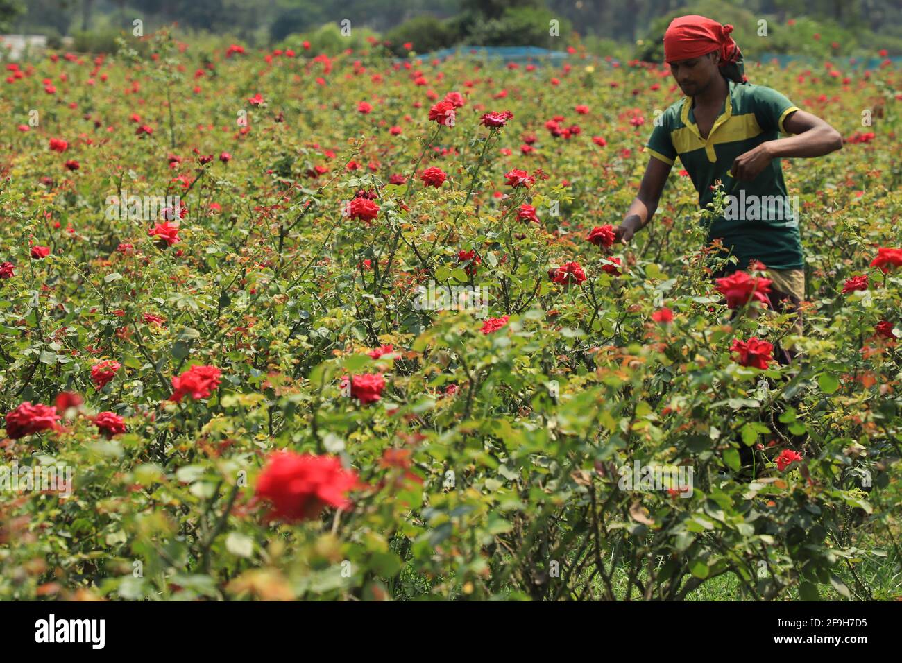 A farmer seen picking roses at a flower garden in Saver.In 250 hectors ...