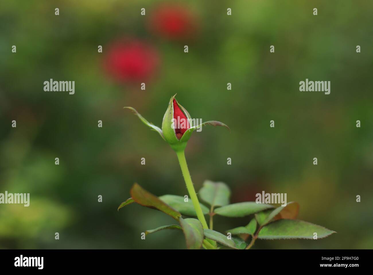 Dhaka, Bangladesh. 18th Apr, 2021. Beautiful Rosebud seen at a rose ...