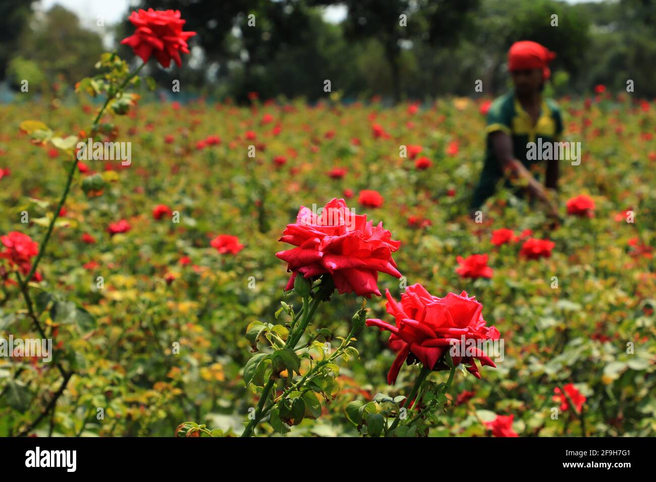 Dhaka, Bangladesh. 18th Apr, 2021. A farmer seen picking roses at a ...