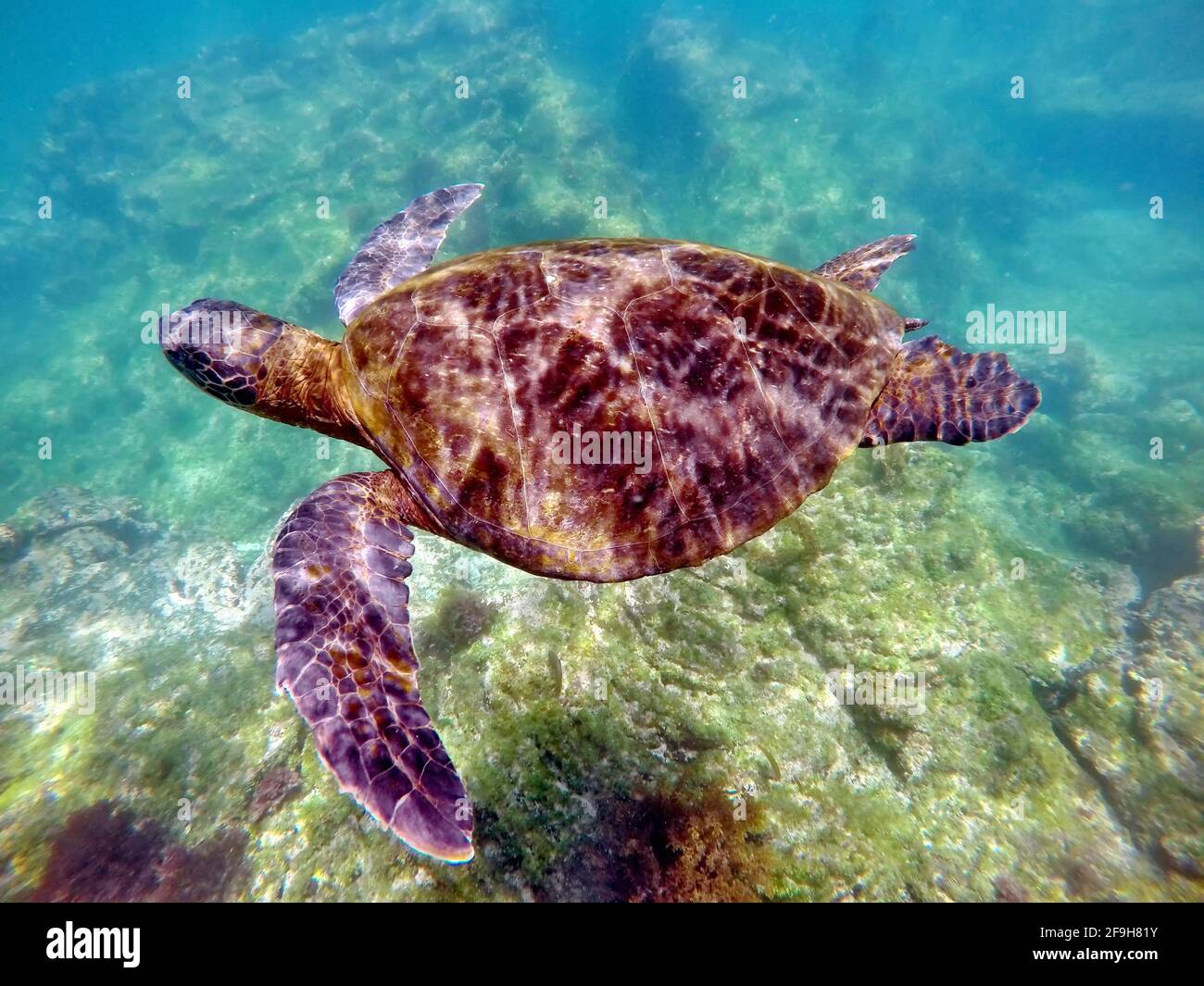 Galapagos green sea turtle swimming at Punta Espinoza, Fernandina ...