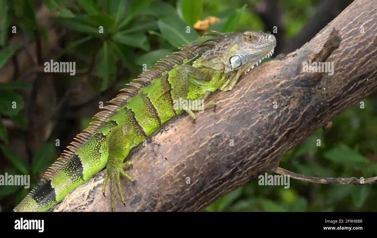 Green iguana on a tree trunk at the Anne Kolb Nature Center in Fort ...