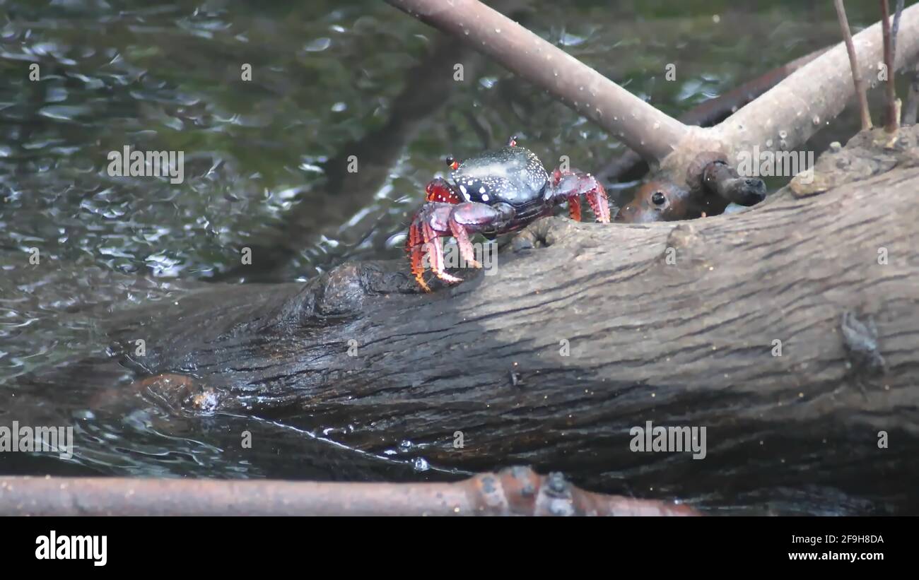 The crab tree hi-res stock photography and images - Alamy