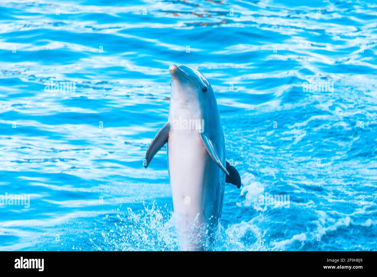 Dolphin Jumps Out Of Water . Happy aquatic animal Stock Photo - Alamy