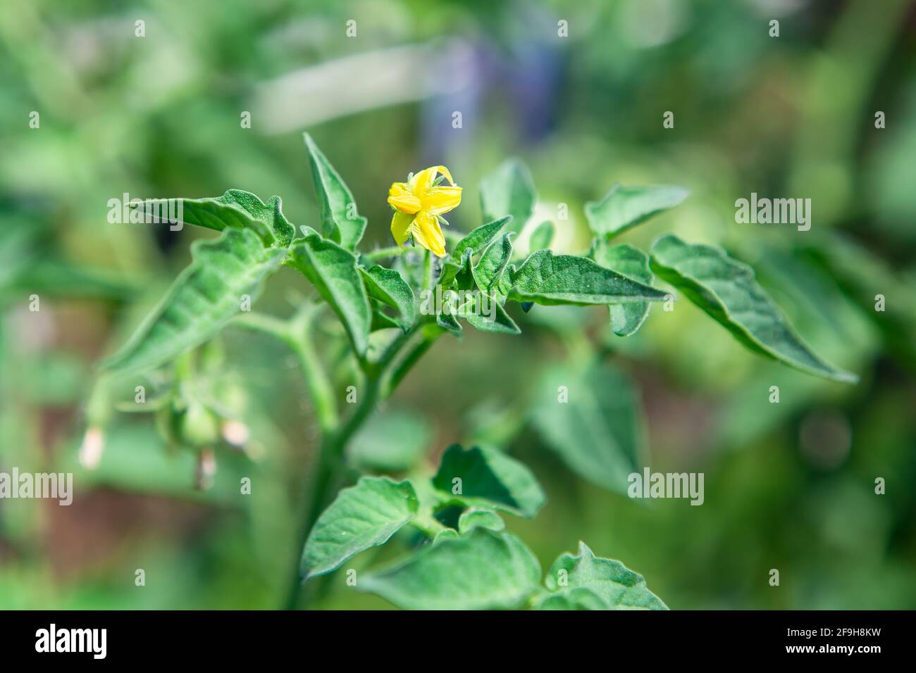 Tomato Flower Stages