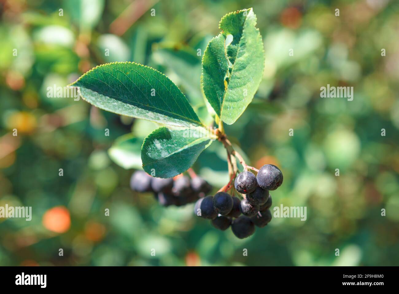 Growing Blueberry Bush In The Home Garden Stock Photo - Alamy