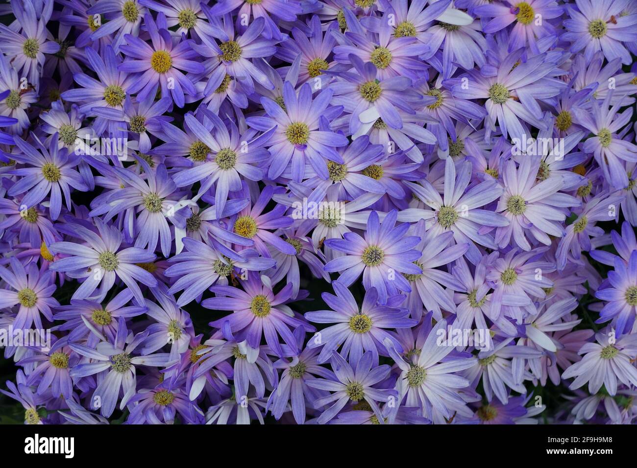 The light purple color of Hybrid Cineraria flowers 'Sunsenegonana ...