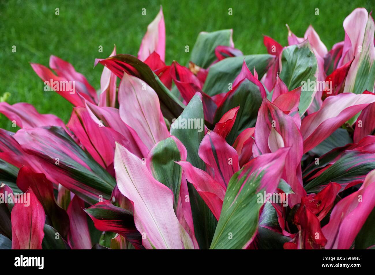 Red ti plants hi-res stock photography and images - Alamy