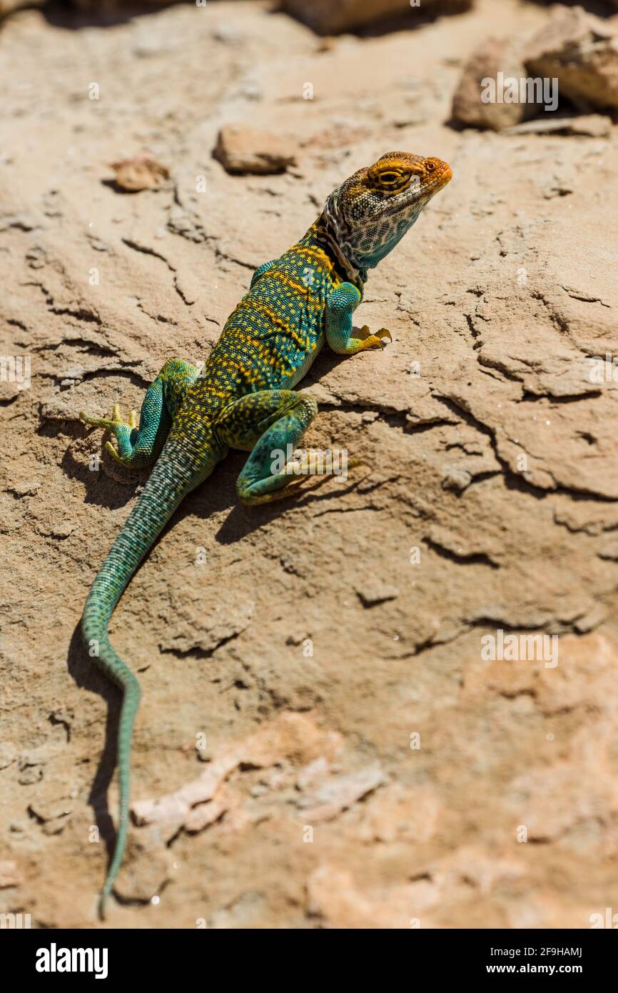 Cold blood animal hi-res stock photography and images - Alamy