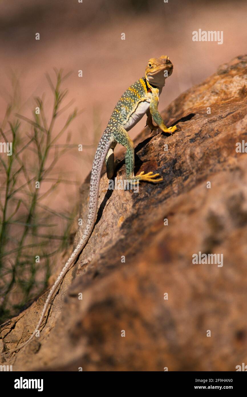Collared lizard eating hi-res stock photography and images - Alamy