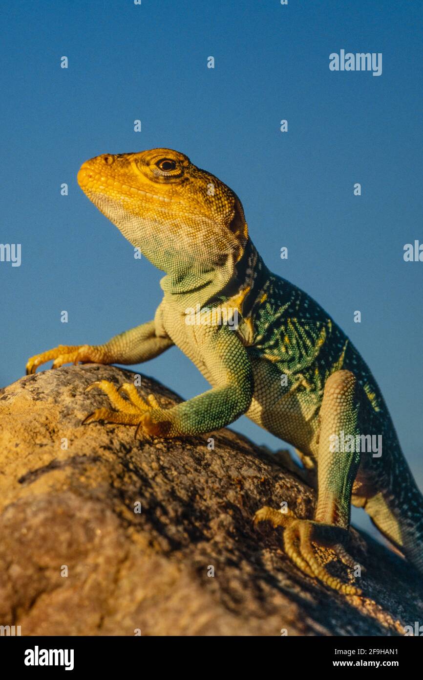 Southeastern utah wildlife hi-res stock photography and images - Alamy