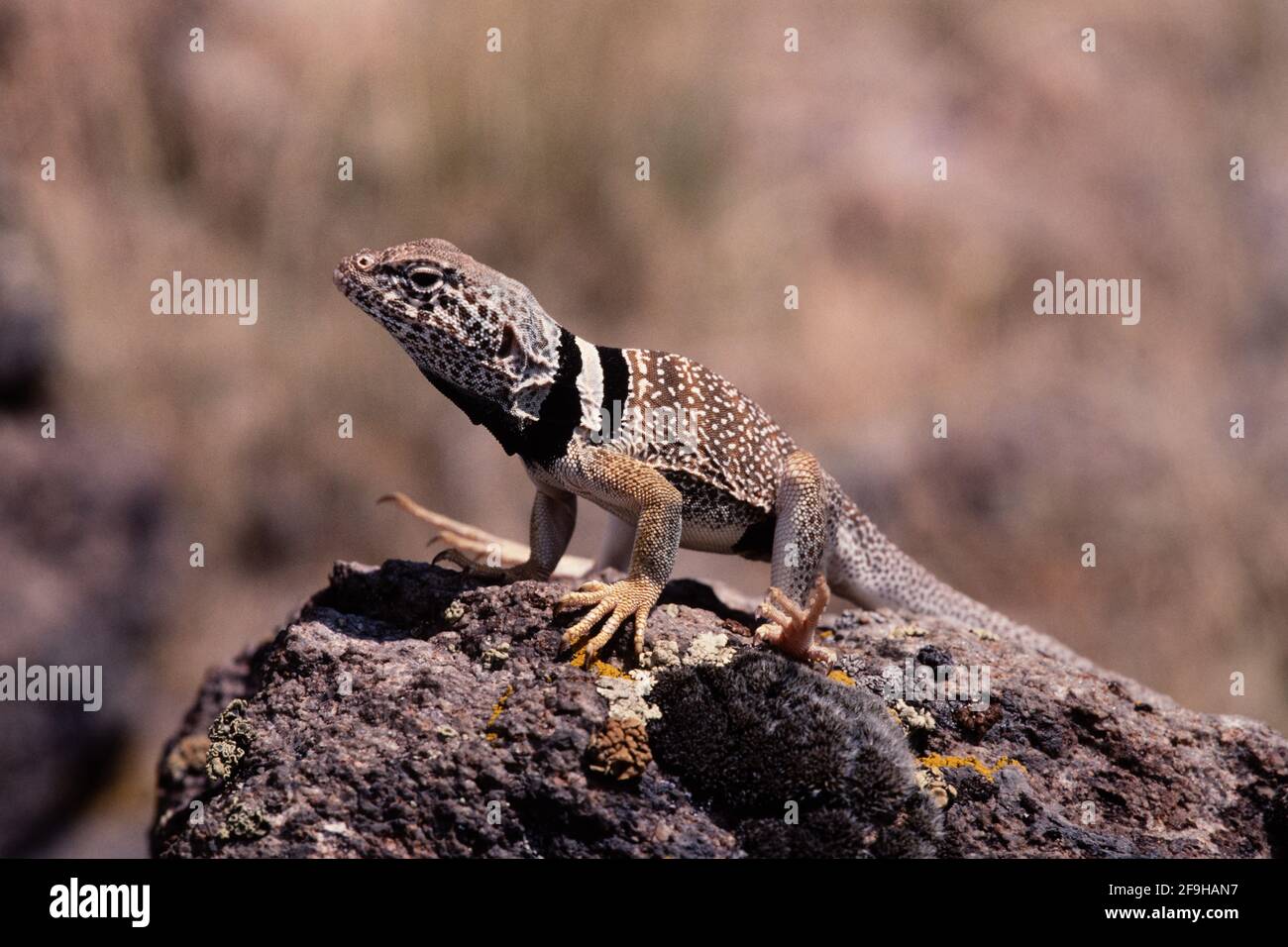 To raise body temperature hi-res stock photography and images - Alamy