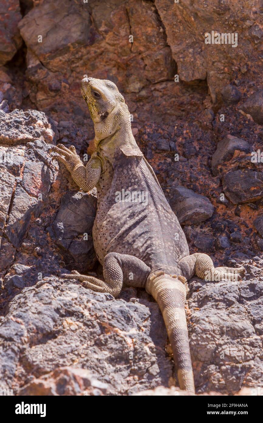A Common Chuckwalla, Sauromalus ater, in the desert in Death Valley ...