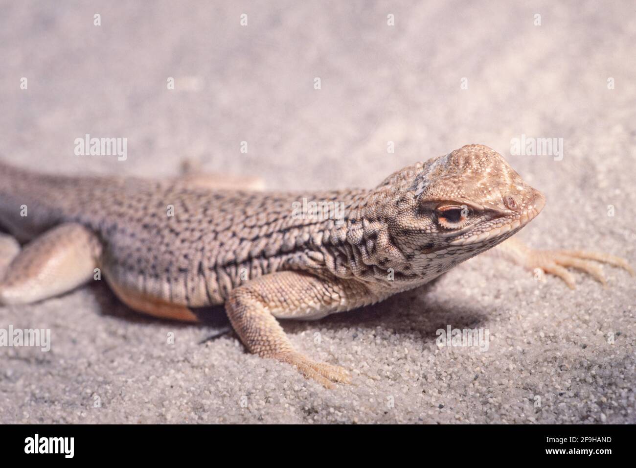 Coachella Valley Fringe-toed Lizard, Uma inornata, in the Sonoran ...