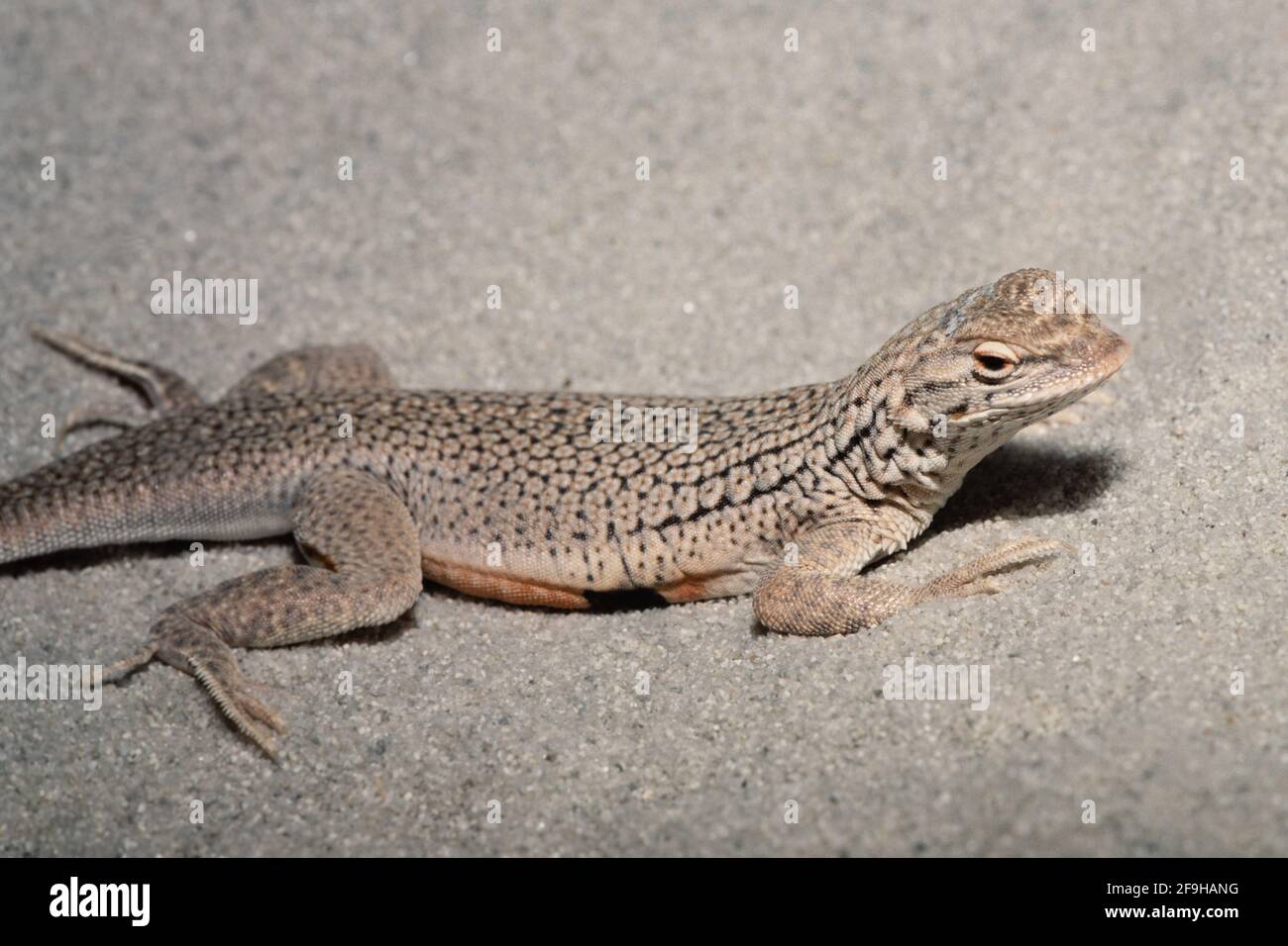 Coachella Valley Fringe-toed Lizard, Uma inornata, in the Sonoran ...